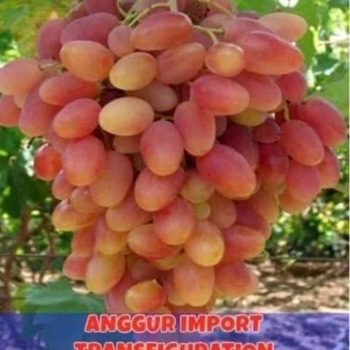 Jual Bibit Anggur Jenis Transfiguration (import) - Kota Surabaya ...