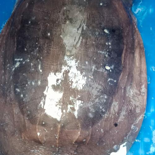 Jual labi labi besar/jumbo hidup1kg - Jakarta Barat - Pasar Sayur dan ...