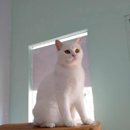 Jual KUCING BSH PUTIH SOLID BRITISH SHORT HAIR - Jakarta Selatan ...