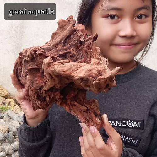 Jual Kayu Rentek Aquascape Ukuran M Random Grade A Aquascape Aquarium ...