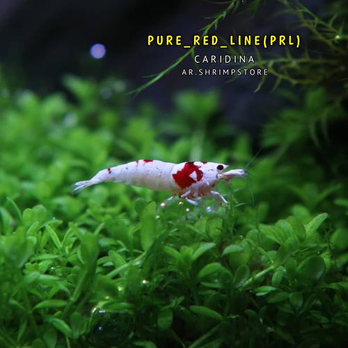 Jual udang hias pure red line (PRL) jenis caridina aquascape aquarium ...