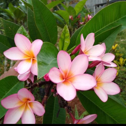 Promo pohon Kamboja Bali bunga pink tinggi 2 meter - Kota Depok ...