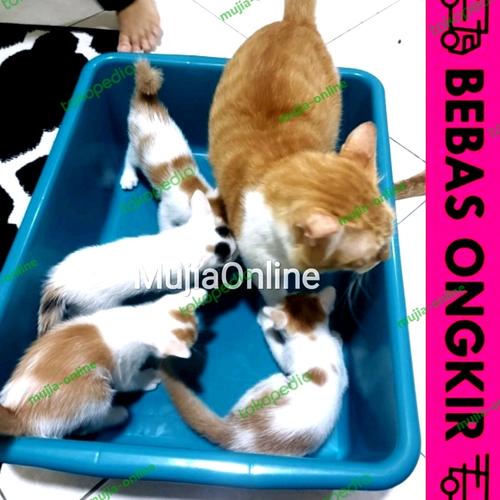 Jual XXL Baskom Jumbo Wadah Bak Pasir Kucing Cat Litter Box Anjing ...
