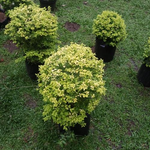 Jual tanaman hias legistrum kuning ukuran sesuai poto - Kab. Bogor ...