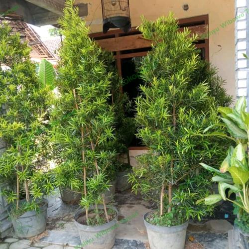 Jual pohon lohansung/lo Han Sung/ bonsai lohangsung. T 150-175cm, D ...
