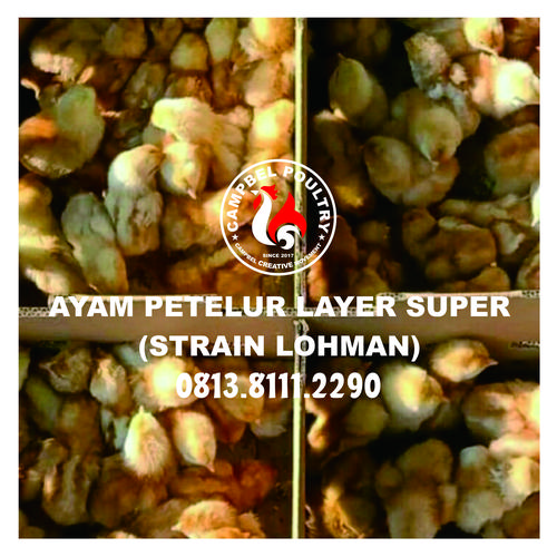 Jual DOC Anak Ayam Petelur LAYER SUPER Strain Lohman - Jakarta Timur ...