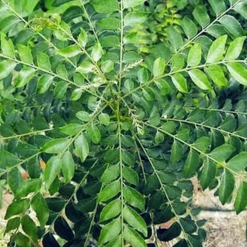 Jual Pohon Daun Kari/Pohon Daun Salam Koja - Jakarta Timur - arevo ...