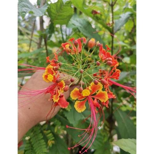 Jual Tanaman Bunga Kembang Merak Merah / Caesalpinia Pulcherrima ...