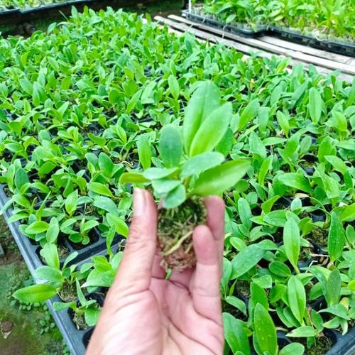 Jual Seedling Dendrobium Spectabile Spesies Papua - Jakarta Timur ...