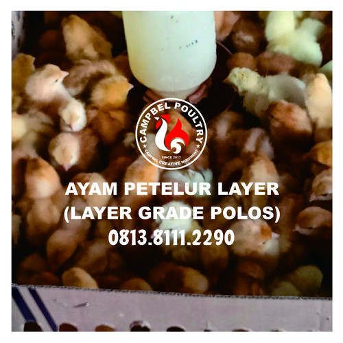 Jual DOC Anak Ayam Petelur LAYER Polos - Jakarta Timur - Campbell ...