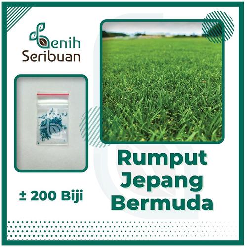 Jual 200 Benih Bibit Rumput Jepang Bermuda Grass Seed Standar Golf ...