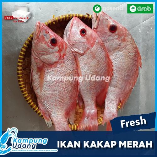 Jual Ikan Kakap Merah 1 kg isi 1- 3 ekor / Fresh Red Snapper - Jakarta ...