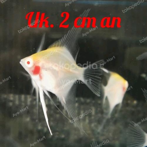 Jual Anakan burayak Manfish ARC Albino Red Cap / RCA Red Cap Albino Koi ...