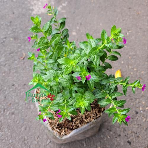 Jual Tanaman hias taiwan beauty - Putih - Jakarta Timur - Rumah Delima ...