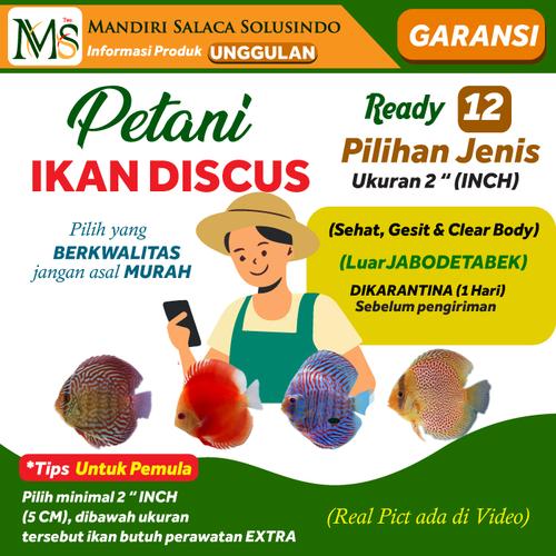 Jual Discus Mozaik (Jenis Mozaik Discus) 2" (Inch) = 5 cm - 1.5" - Kab ...