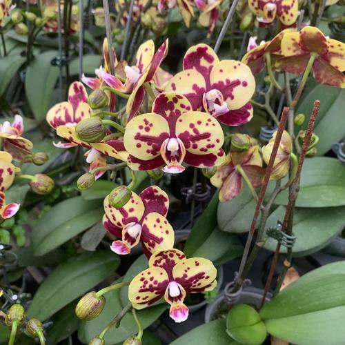 Jual Anggrek Bulan Mini pot 2,5" - Jakarta Selatan - antika anggrek ...
