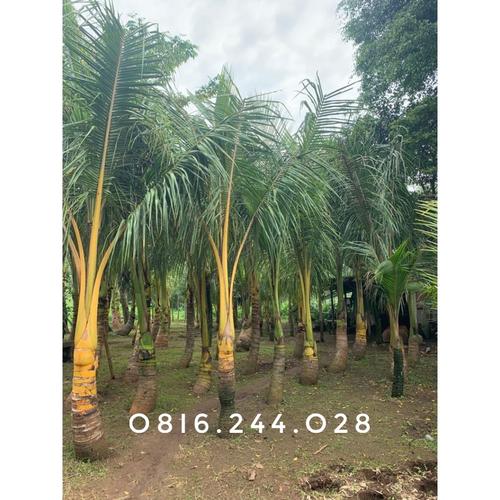Jual Promo Pohon Kelapa Gading Kuning Terbaik - Jakarta Selatan - PUSAT ...