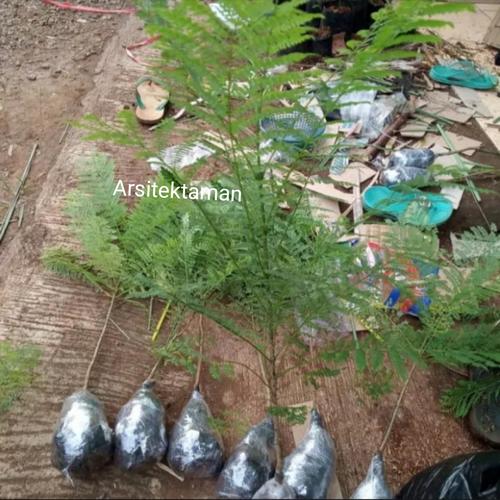 Jual pohon pelindung jacaranda mimosifolia bunga ungu - jakaranda ...