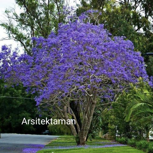 Jual pohon pelindung jacaranda mimosifolia bunga ungu - jakaranda ...