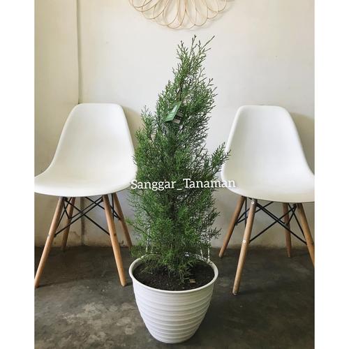 Jual TANAMAN HIAS CEMARA WANGI + POT - tanpa pot - Jakarta Utara ...
