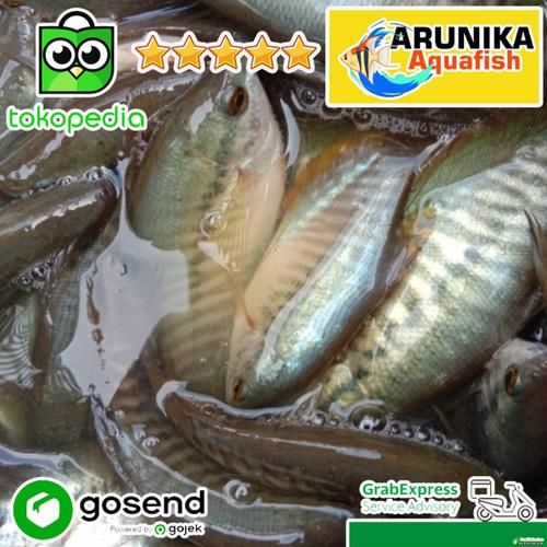 Jual ikan Sepat siem ukuran 10-15cm sehat - Kota Bandung - Arunika ...