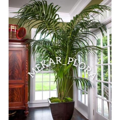 Jual tanaman hias palm kuning - tanaman indoor - palem kuning - Kab ...