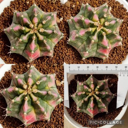 Jual Benih Biji Bibit Kaktus Gymno Pink Diamond Cactus Import - Kab ...