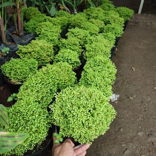 Jual tanaman lumut ambon ande - Kab. Bogor - beautiful plant | Tokopedia