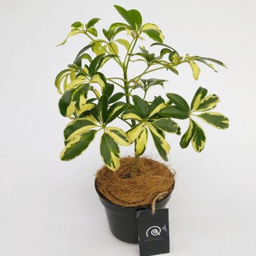 Jual walisono variegata - tanaman hias walisongo variegata - Kab. Bogor ...