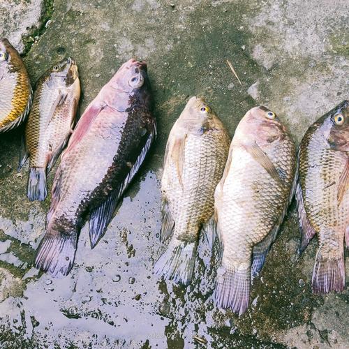 Jual Super Mata Paser Ketapel Ikan Full Stainless Steel 304 Anti Mocel ...