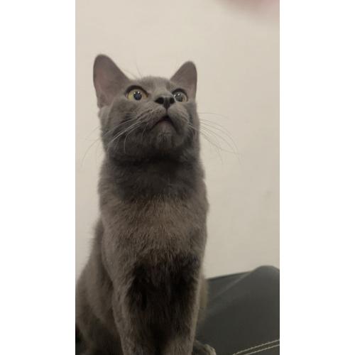 Jual BSH British Shorthair blue solid - Kota Tangerang Selatan - Clay ...