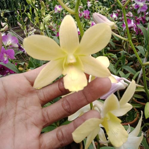 Jual Anggrek Dendrobium Dewasa Siap Bunga Moonlight Bunga Kuning Mudah ...