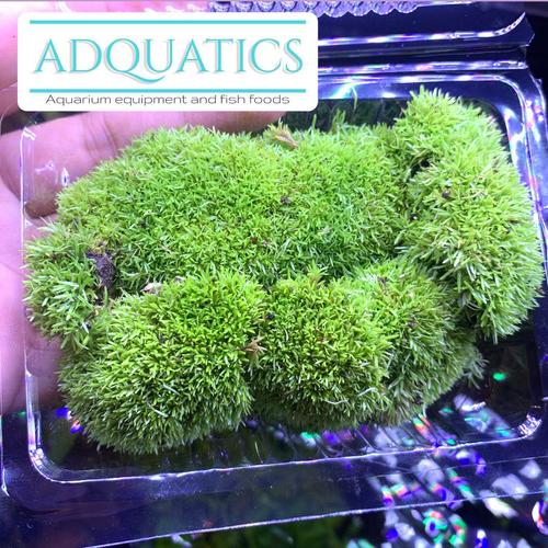 Jual MOSS MUTIARA PEARL | TANAMAN DARAT PALUDARIUM TERRARIUM VIVARIUM ...