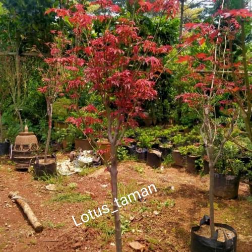 Jual Tanaman red mapple amerika/tanaman mapel merah Amerika - Kab ...