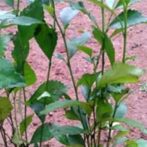 Jual Pohon teh-tehan perbatang - Kota Depok - Arsya_store18 | Tokopedia