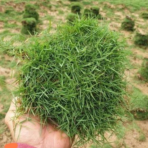 Jual Tanaman Rumput Peking Jepang hidup 100cm x 100cm - Kab. Bogor ...