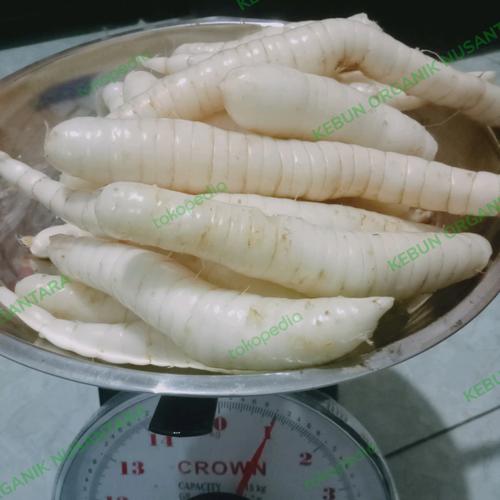 Jual Umbi terigu/umbi Garut segar herbal per 500g obat herbal - Kab ...