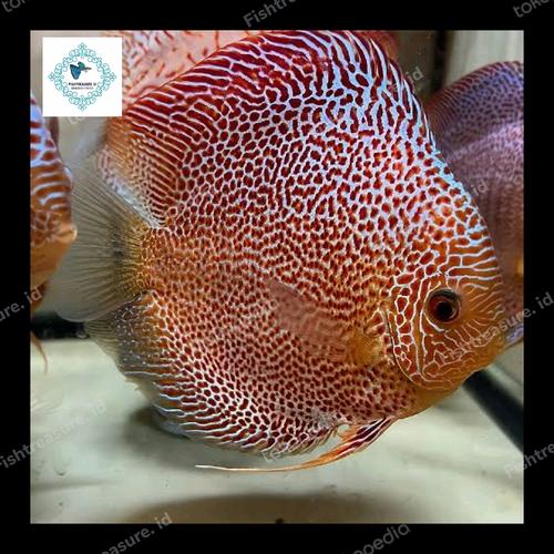 Jual Discus Red Eruption Mulai Ukuran 1 cm - 1 cm - Kota Depok ...
