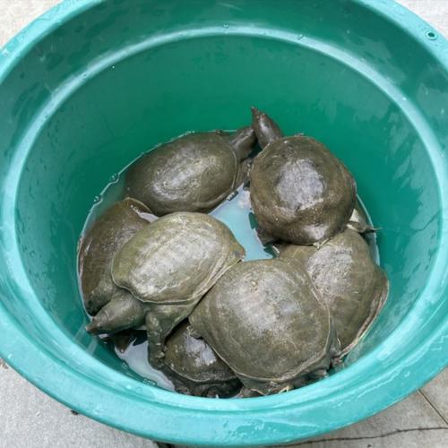 Jual kura kura/labi labi bulus 1 kg - Jakarta Barat - Ncang Lapak ...