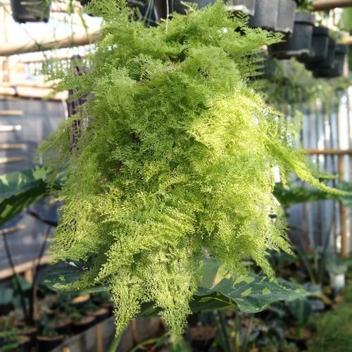 Jual tanaman gantung pakis embun - Kab. Bogor - beautifull plant ...