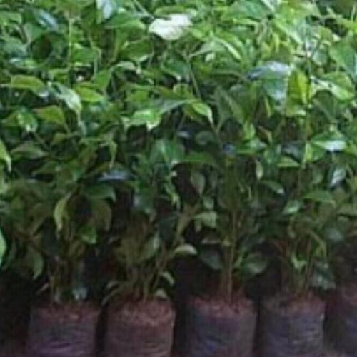 Jual Pohon teh-tehan untuk pagar..tinggi 50 cm - Kota Depok - Arsya ...