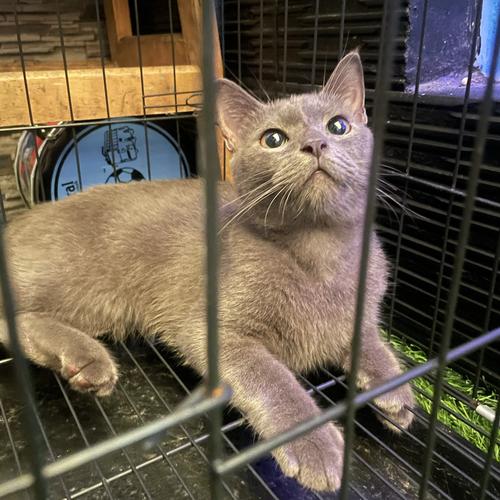 Jual Kucing BSH British Shorthair Blue Solid - Kota Tangerang Selatan ...