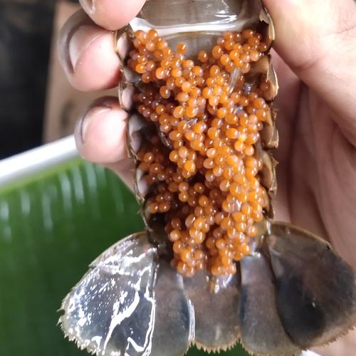 Jual lobster air tawar indukan GENDONG TELOR kualitas eksport - Kota ...