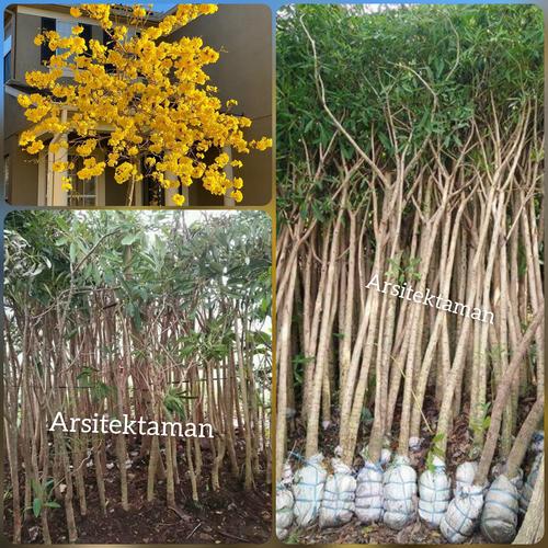 Promo Pohon tabebuya bunga kuning 2,5 - 3 meter - tabibuya - tabebuia ...