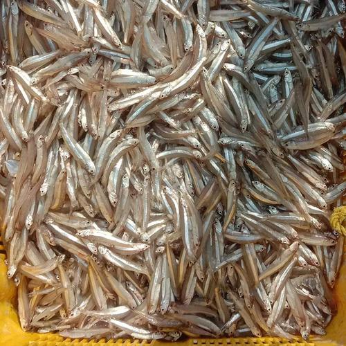 Jual ikan teri basah fresh - 1 kg - Jakarta Barat - ncang lapak | Tokopedia
