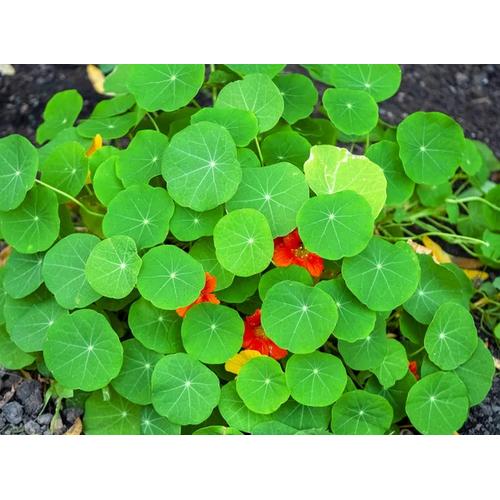 Jual Usahatemanku Daun Nasturtium Edible for Garnish - Kota Bandung ...