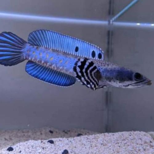Jual Ikan Chana Blue Pulchra Super Dewasa 10-17 cm bukan anakan Blue ...