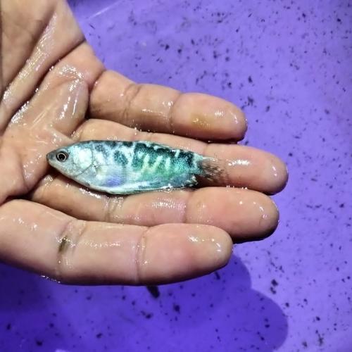 Jual ikan sepat biru trichogaster ikan hias air tawar - Kota Depok ...
