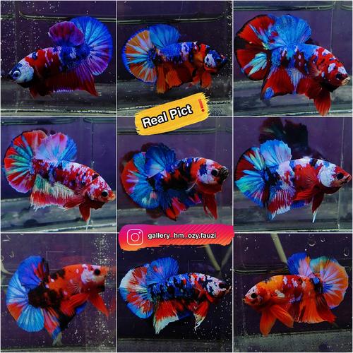Jual Ikan cupang plakat Multicolour/indukan/full blok/berkualitas ...