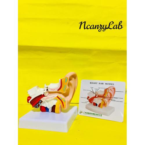 Jual Alat Peraga Anatomi Telinga Manusia / Right Ear Model - Kab. Bogor ...